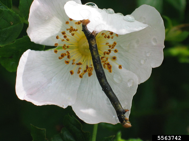 elm spanworm (Ennomos subsignaria (Hubner))