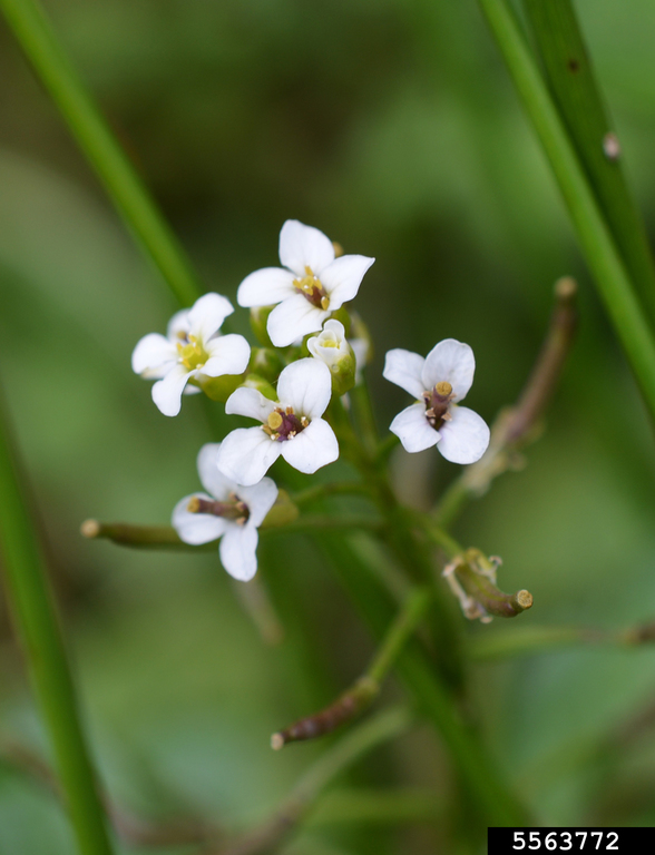 watercress, Nasturtium officinale (Capparales: Brassicaceae) - 5563772