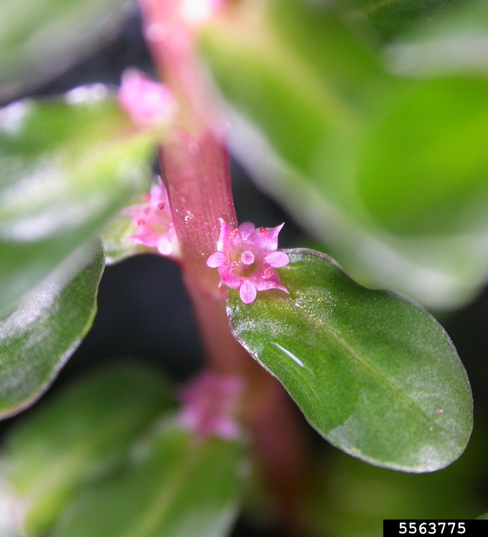 Indian toothcup (Rotala indica)