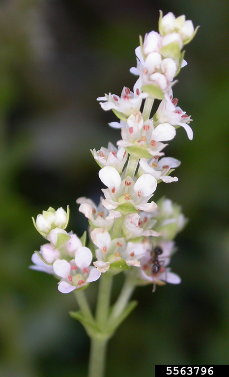 roundleaf toothcup (Rotala rotundifolia (Buch.-Ham. ex Roxb.) Koehne)