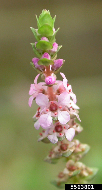 roundleaf toothcup (Rotala rotundifolia)
