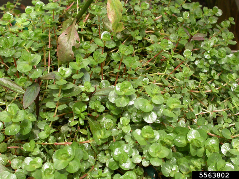 roundleaf toothcup (Rotala rotundifolia)