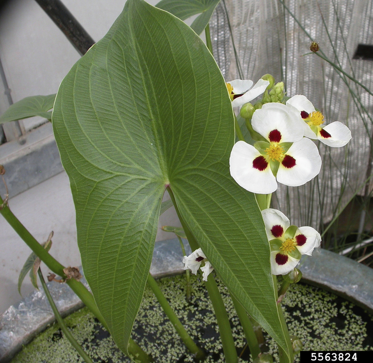 California arrowhead (Sagittaria montevidensis)