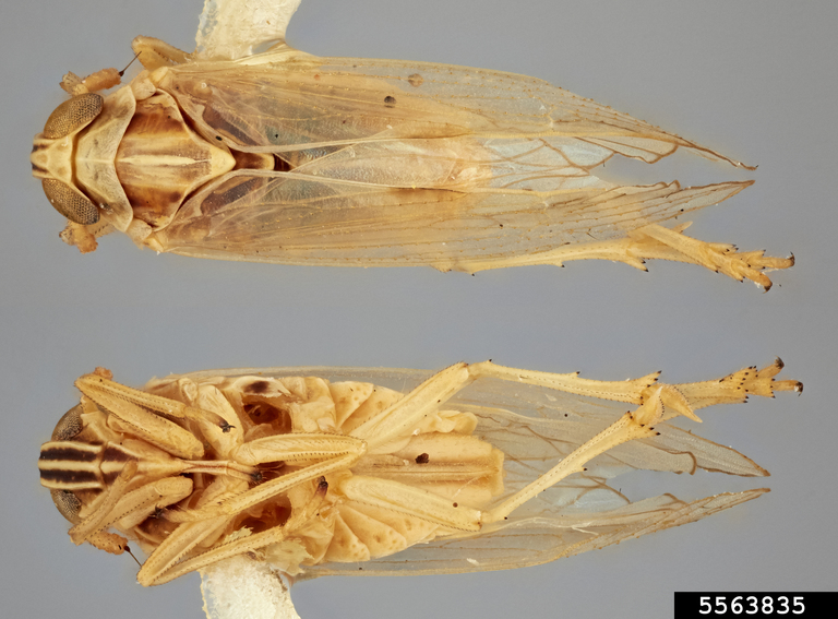 small brown planthopper (Laodelphax striatellus)
