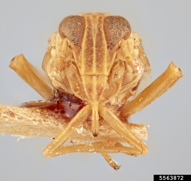 Matsumuramata muiri (Kirkaldy, 1907)