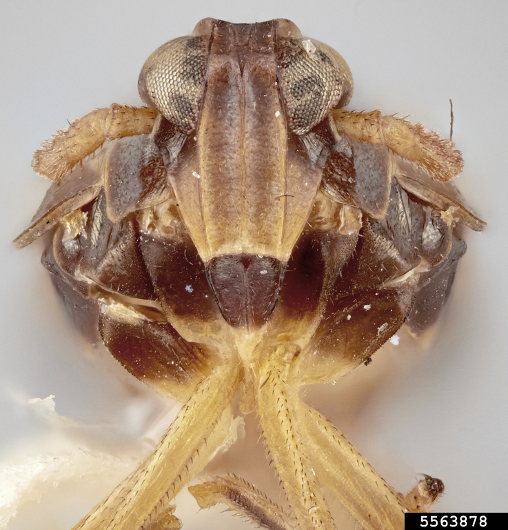 Planthopper (Pissonotus piceus)