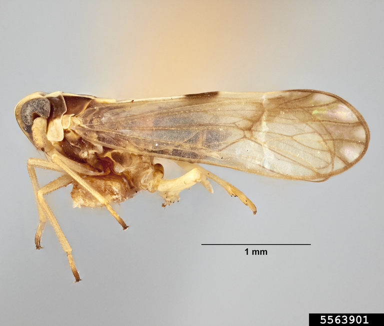 Planthopper (Tagosodes cubanus (Crawford))