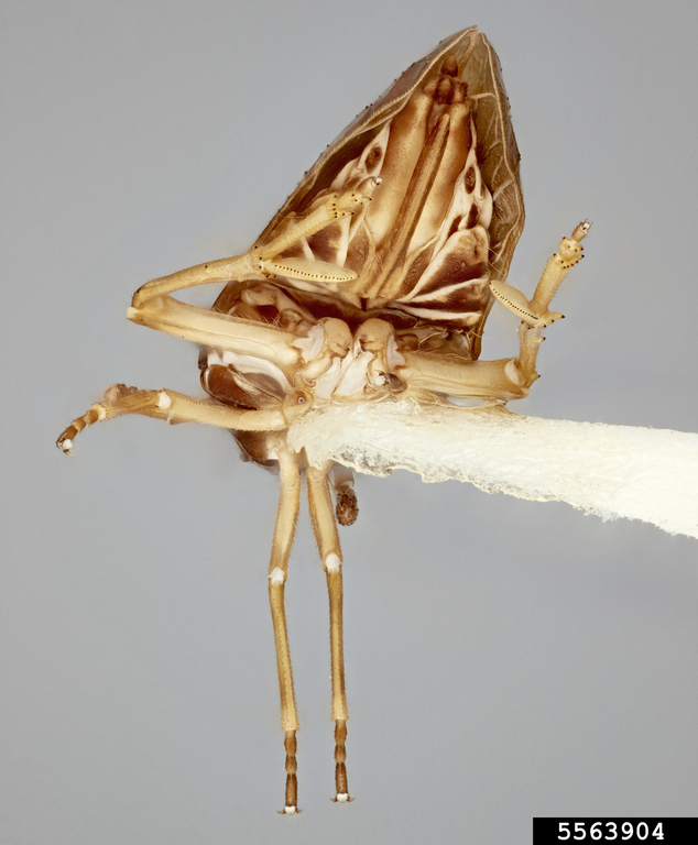 Taro Planthopper (Tarophagus proserpina (Kirkaldy, 1907))