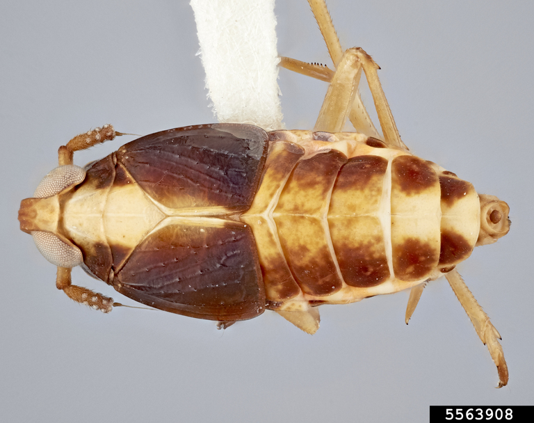 Taro Planthopper (Tarophagus proserpina (Kirkaldy, 1907))