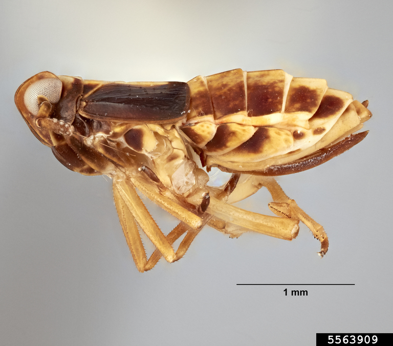 Taro Planthopper (Tarophagus proserpina)