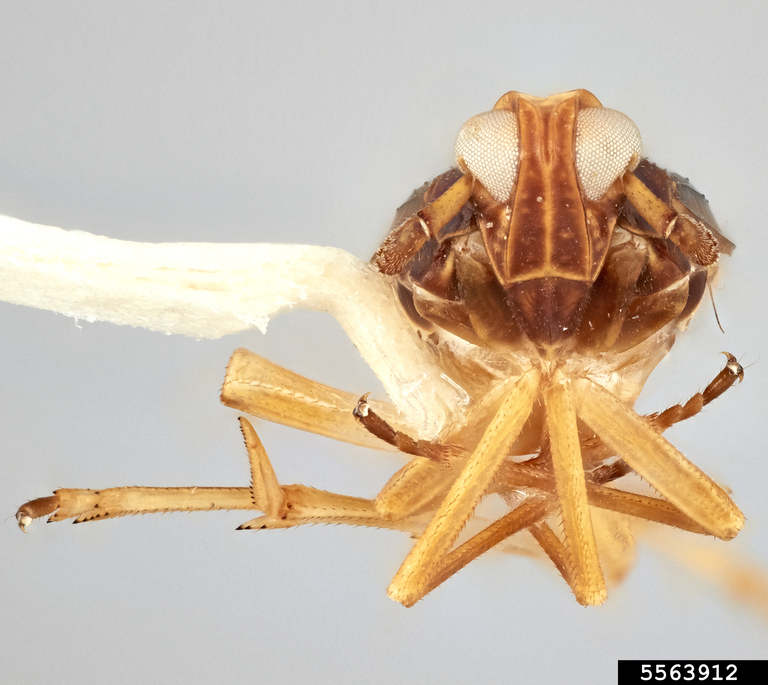 Taro Planthopper (Tarophagus proserpina (Kirkaldy, 1907))