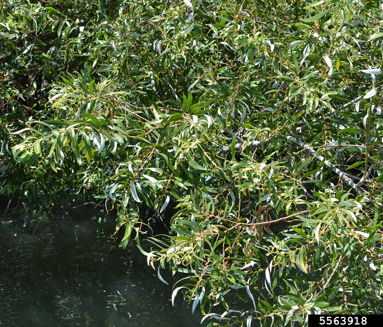 willow (Genus Salix L.)