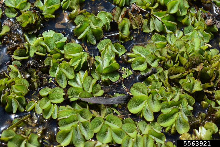 giant salvinia (Salvinia molesta)