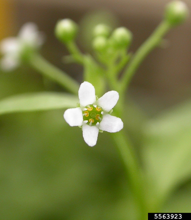 seaside brookweed (Samolus valerandi)