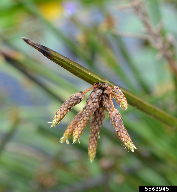 ricefield bulrush (Schoenoplectiella mucronata)