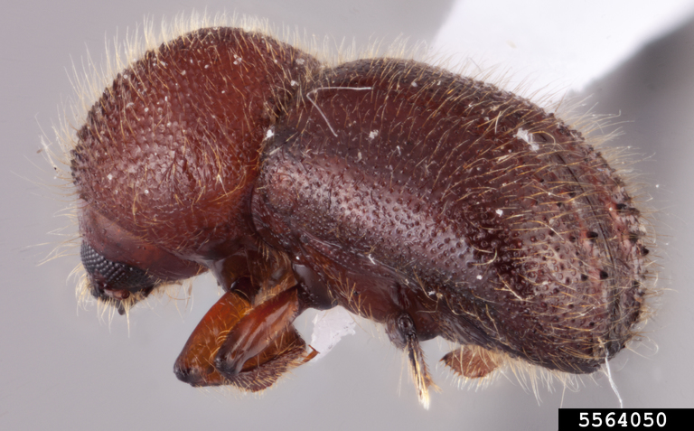 ambrosia beetle (Ambrosiodmus lewisi)