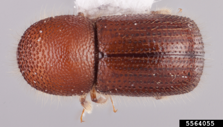 ambrosia beetle (Ambrosiodmus rubricollis)