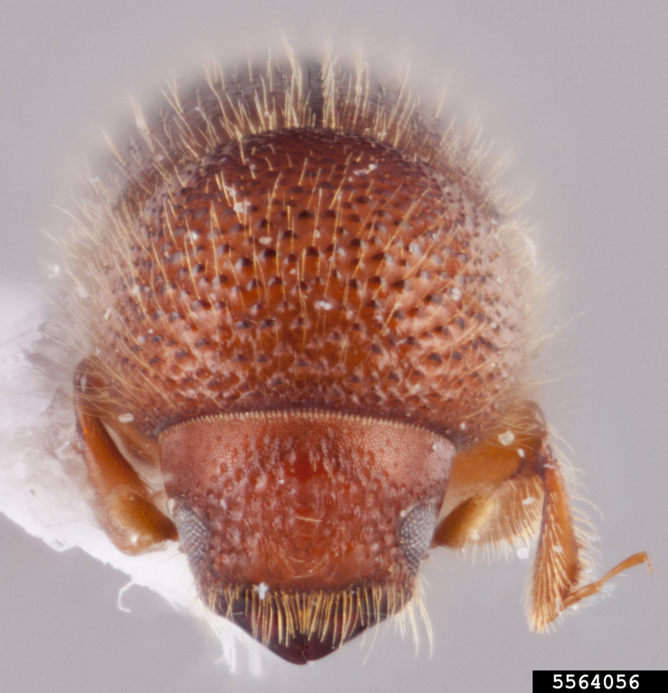 ambrosia beetle (Ambrosiodmus rubricollis)