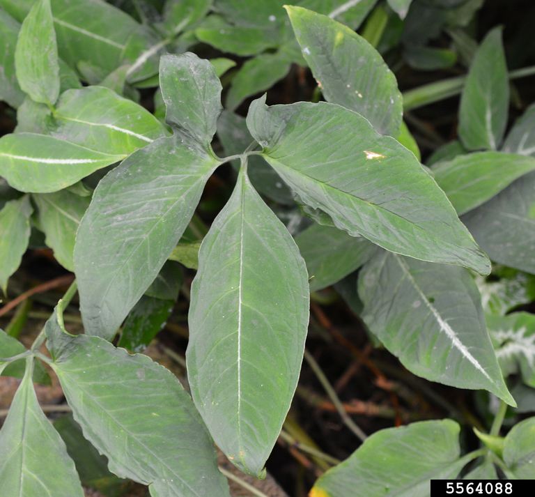 American evergreen (Syngonium podophyllum)
