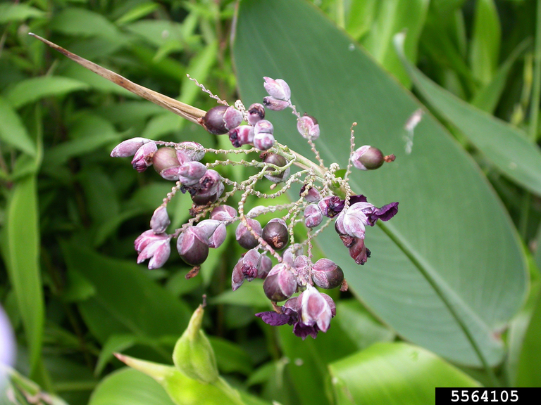 powdery alligator-flag (Thalia dealbata Fraser ex Roscoe)