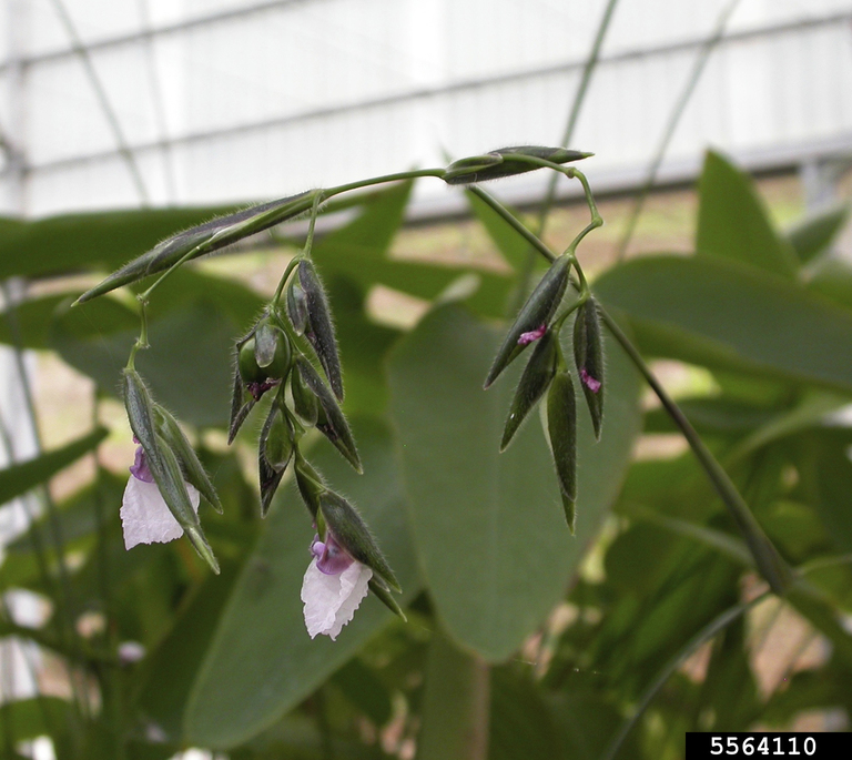 bent alligator-flag (Thalia geniculata L.)