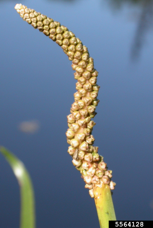 water ribbon (Triglochin microtuberosum)