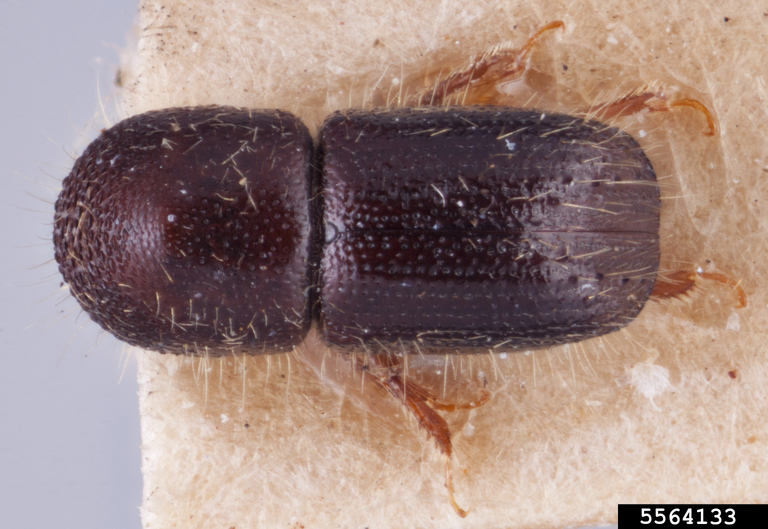 ambrosia beetle (Ambrosiophilus cristatulus)
