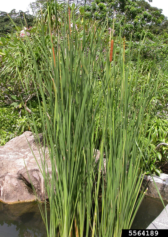 cattail (Genus Typha)