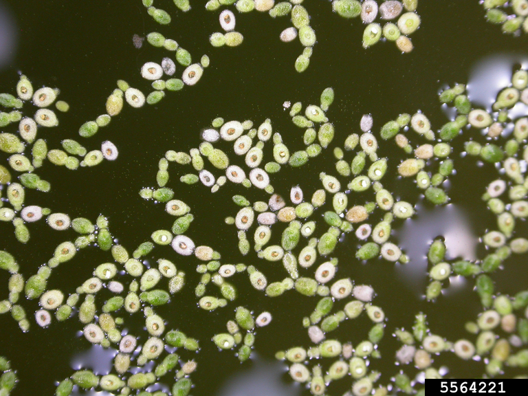 common watermeal (Wolffia columbiana)