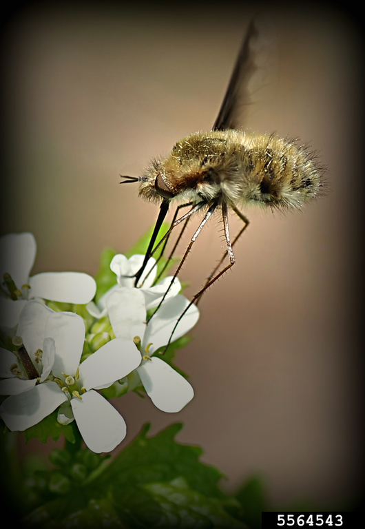 bee flies (Family Bombyliidae)