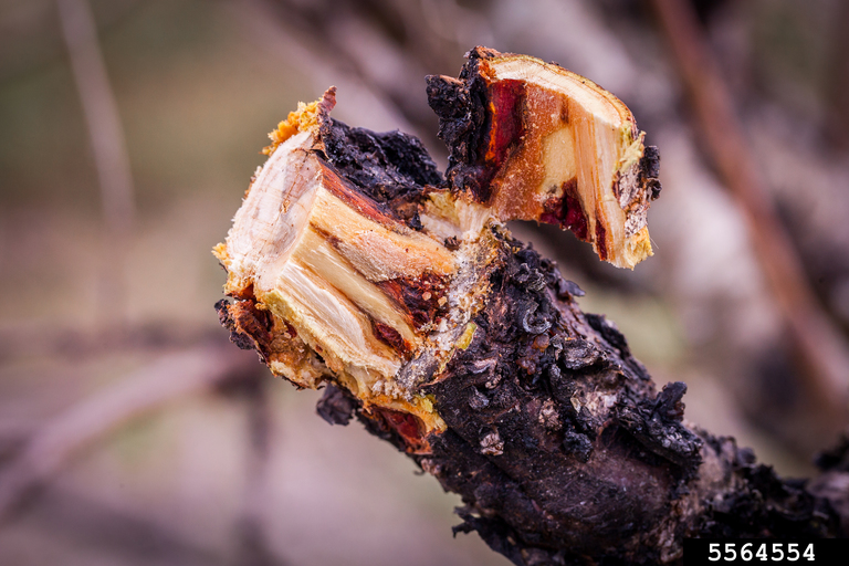 Botryosphaeria canker, white rot (Botryosphaeria dothidea (Moug.:Fr ...