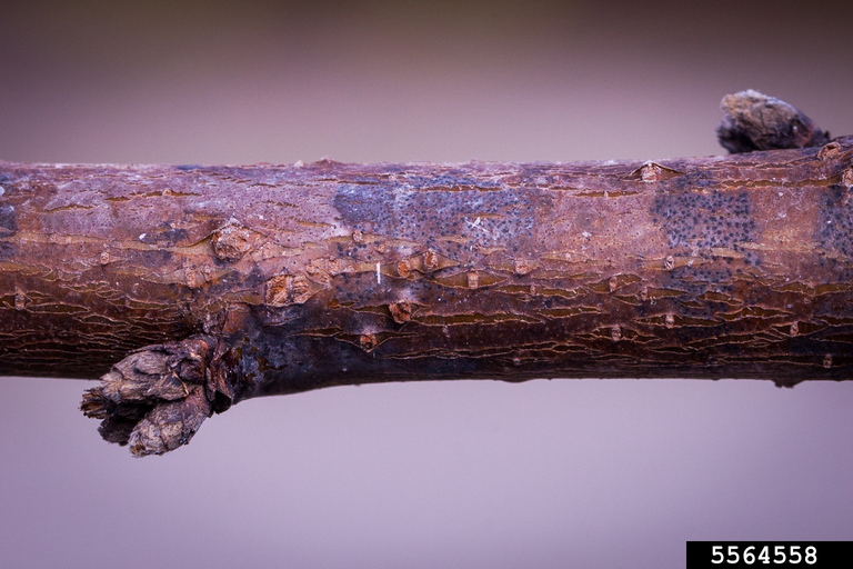 Botryosphaeria canker, white rot (Botryosphaeria dothidea (Moug.:Fr ...