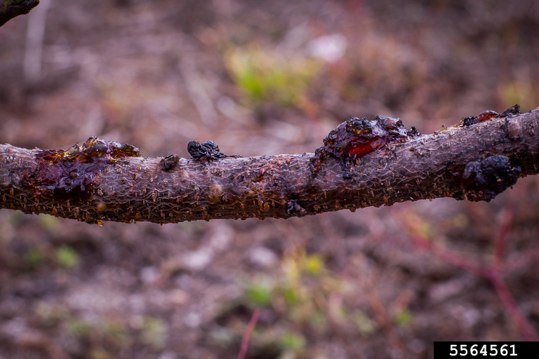 Botryosphaeria canker, white rot (Botryosphaeria dothidea (Moug.:Fr ...