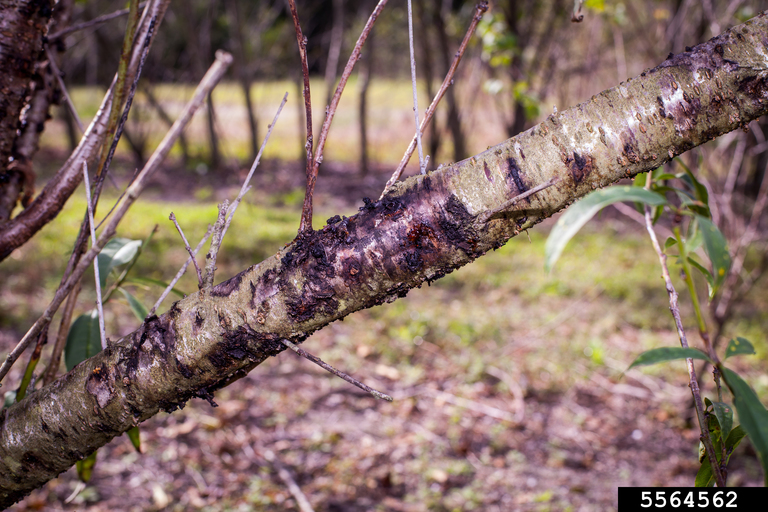 Botryosphaeria canker, white rot (Botryosphaeria dothidea (Moug.:Fr ...