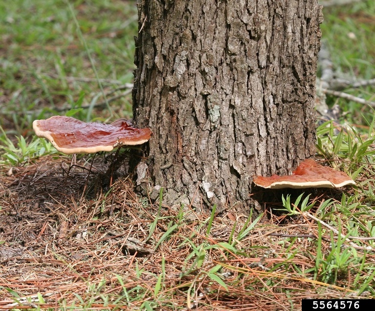 Ganoderma root and butt rot (Ganoderma resinaceum)