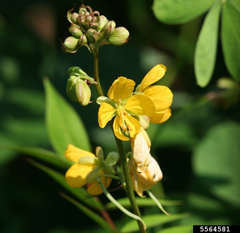coffee senna, Senna occidentalis (Fabales: Fabaceae) - 5564581