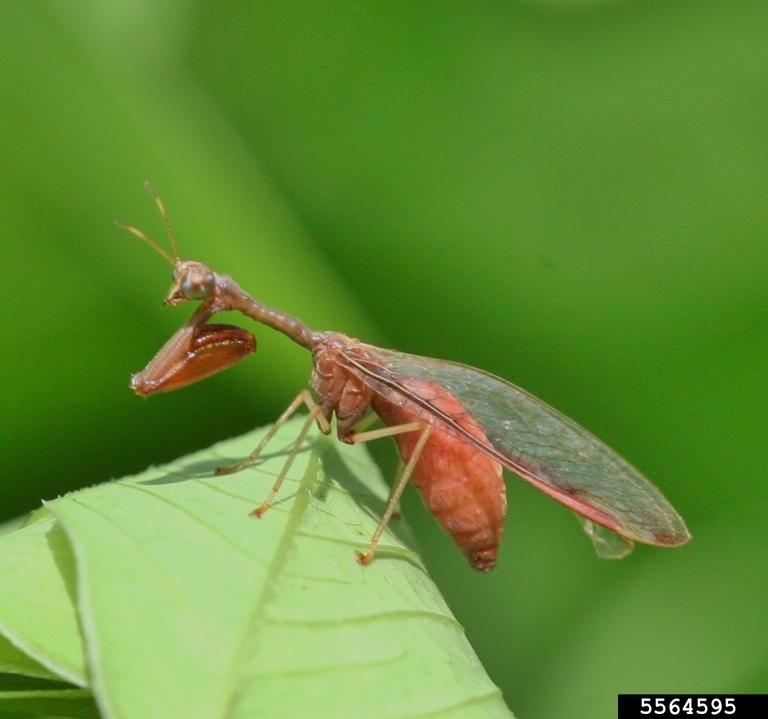mantidflies (Family Mantispidae)