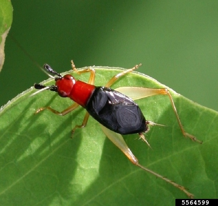 red-headed bush cricket (Phyllopalpus pulchellus Uhler, 1864)