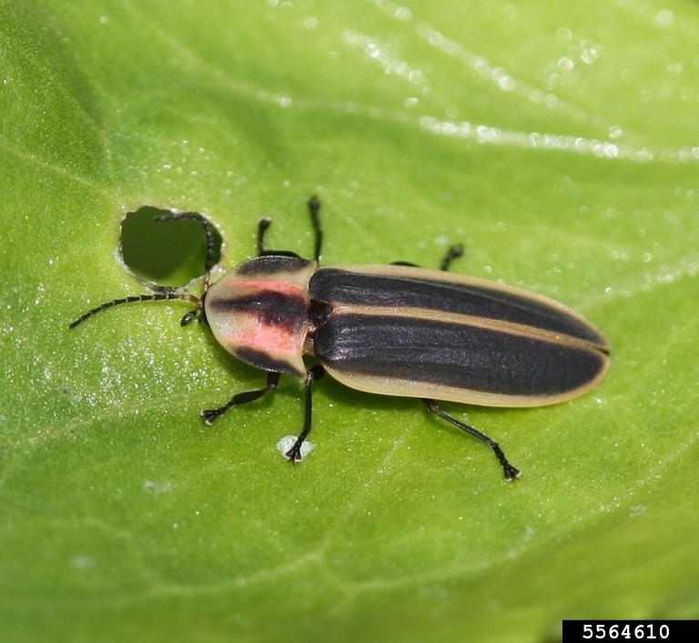 firefly (Pyractomena angulata (Say, 1825))