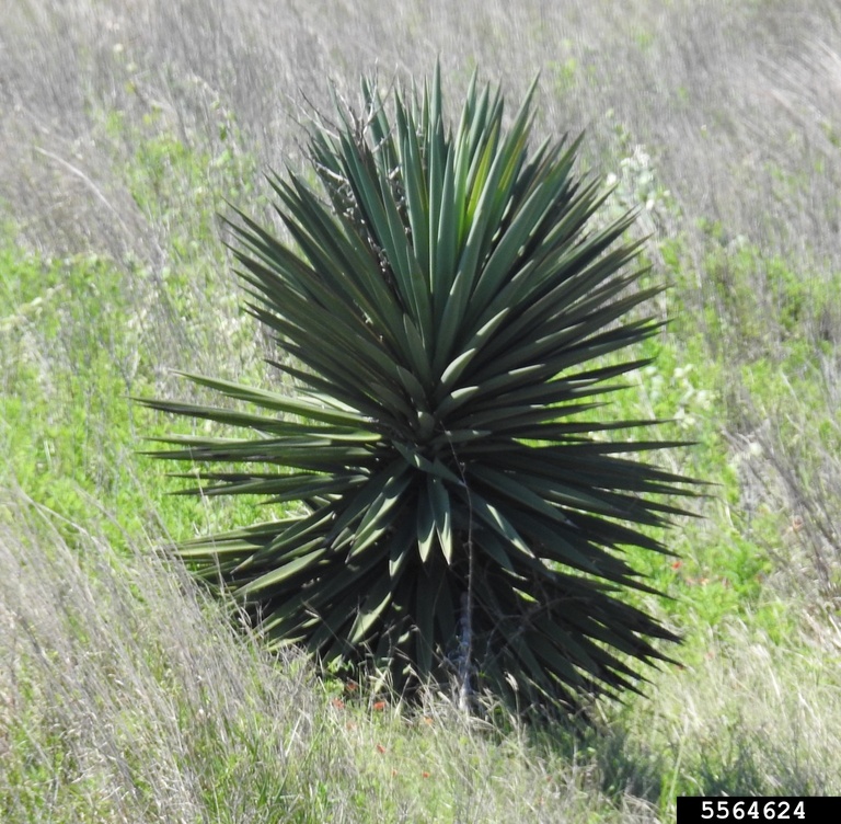 yucca (Genus Yucca)