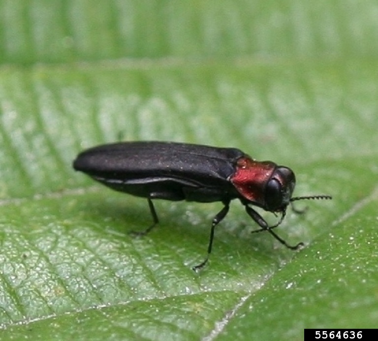 rednecked cane borer (Agrilus ruficollis)