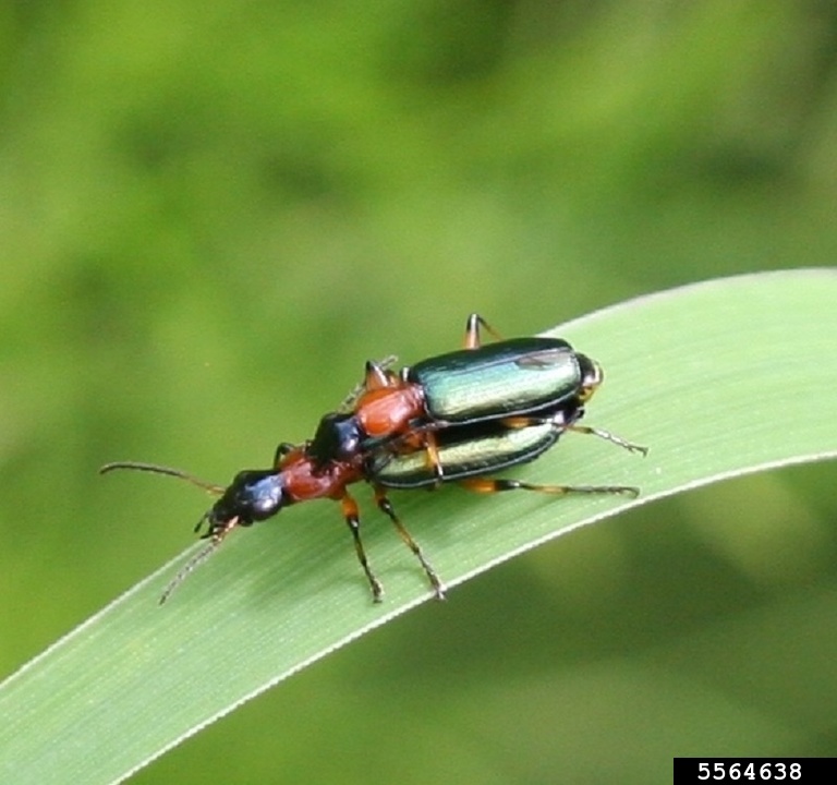 cereal leaf beetle (Oulema melanopus (Linnaeus, 1758))