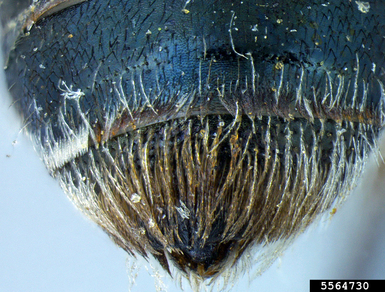 mining bee (Andrena dissimulans Timberlake, 1951)