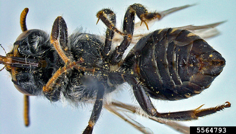 mining bee (Calliopsis obscurella Cresson, 1879)