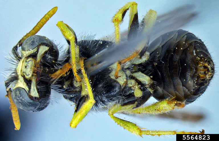 mining bee (Calliopsis rhodophila Cockerell, 1897)