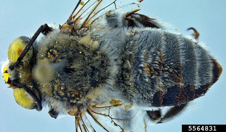 digger bee (Centris pallida Fox, 1899)