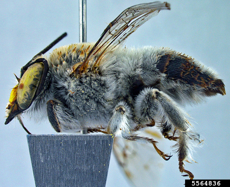 digger bee (Centris pallida Fox, 1899)