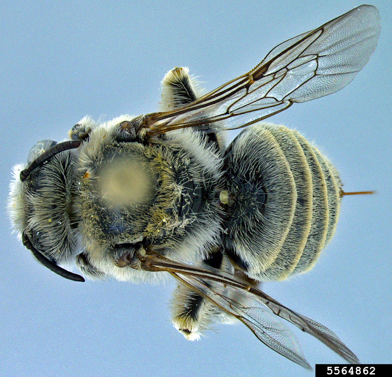 globe mallow bee (Diadasia diminuta (Cresson, 1878))