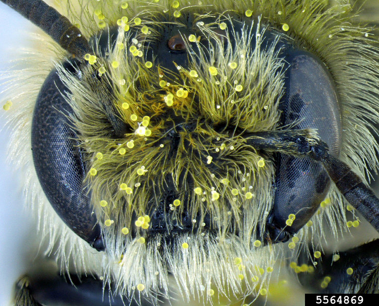 globe mallow bee (Diadasia diminuta (Cresson, 1878))