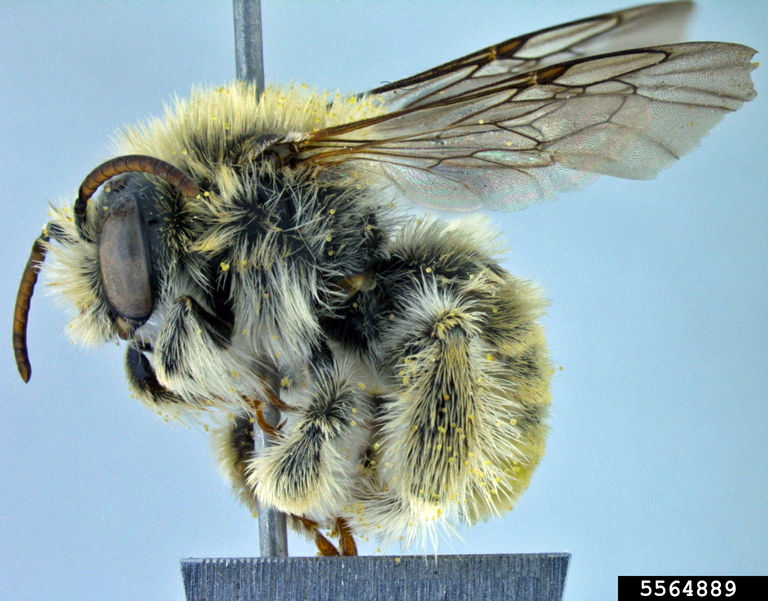 sunflower bee (Diadasia ochracea)